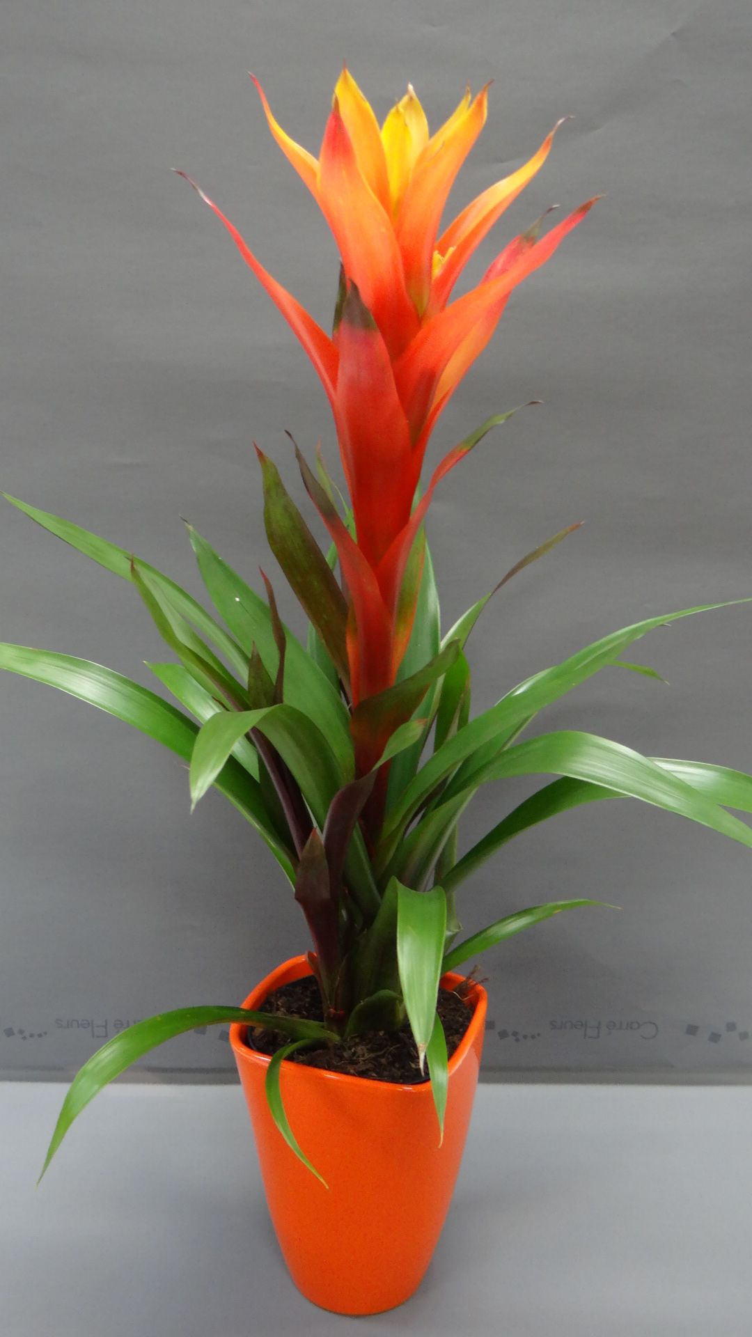 Guzmania rouge, orange, rose - Carré Fleurs